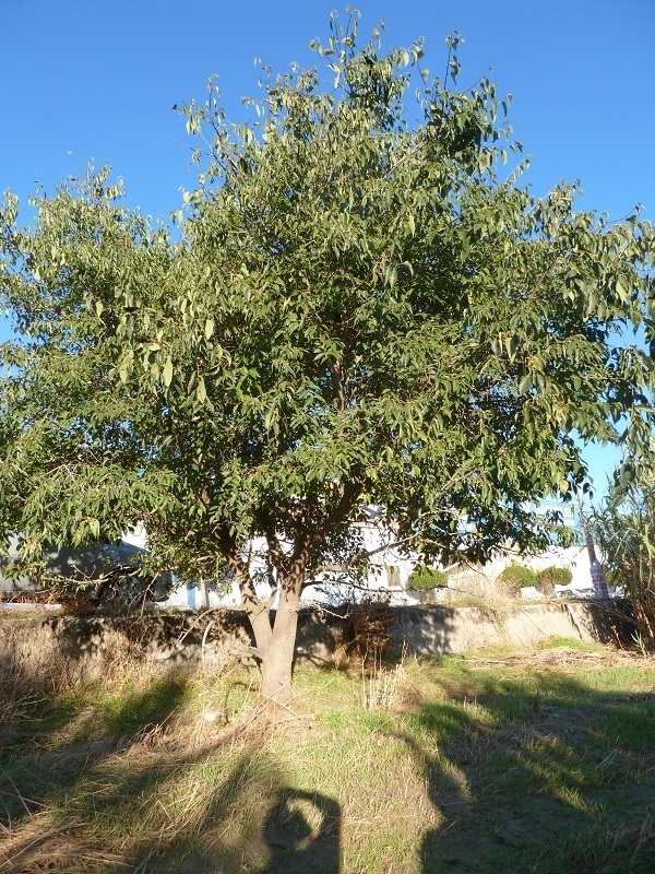 El almecino nos cuenta su historia y algunos lugares donde puedes ...