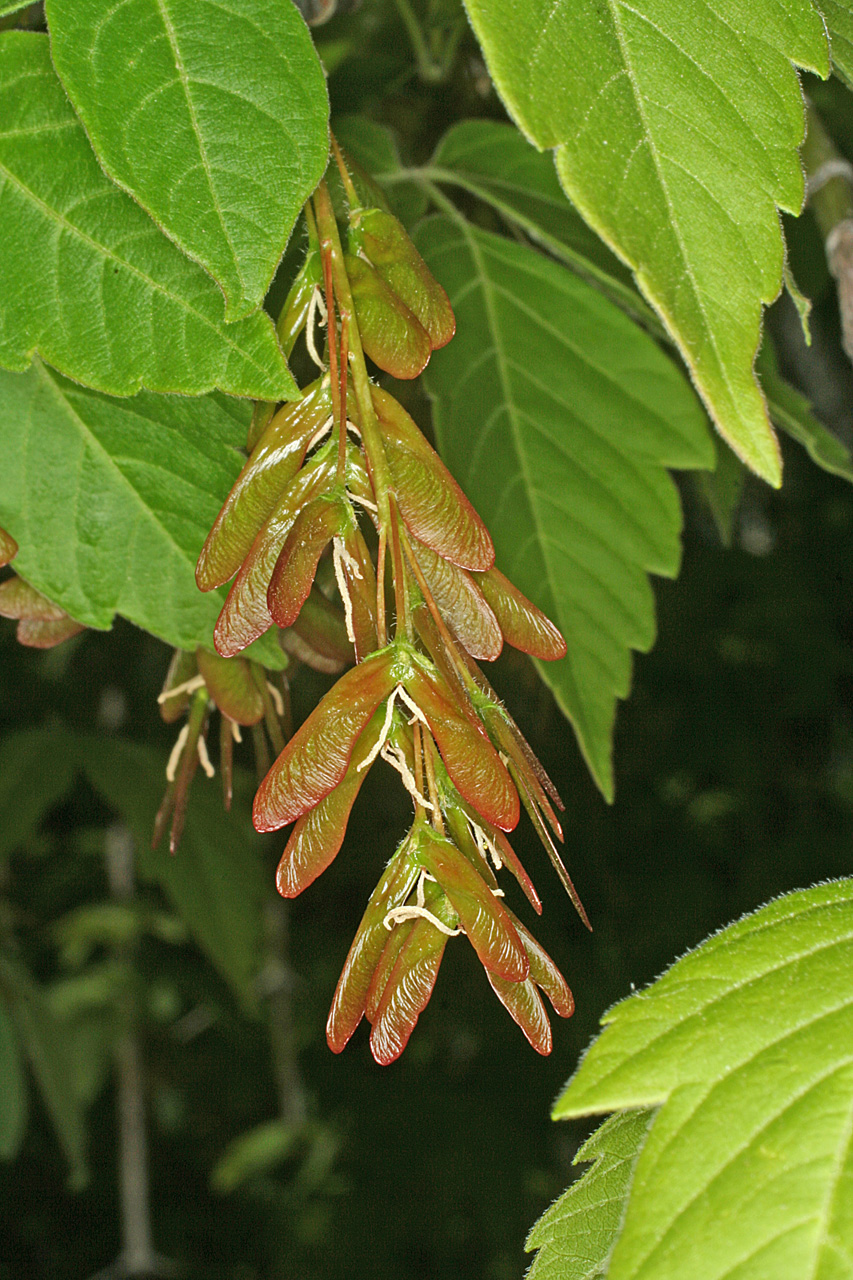 Arce negundo Acer negundo | Micorrizas | OtraGranada.org